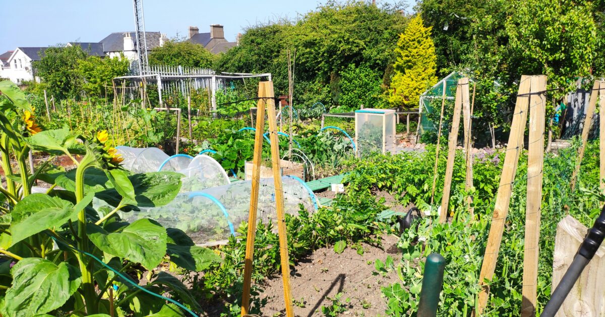 Die neue Nettigkeit - ak analyse & kritik ak analyse & kritik